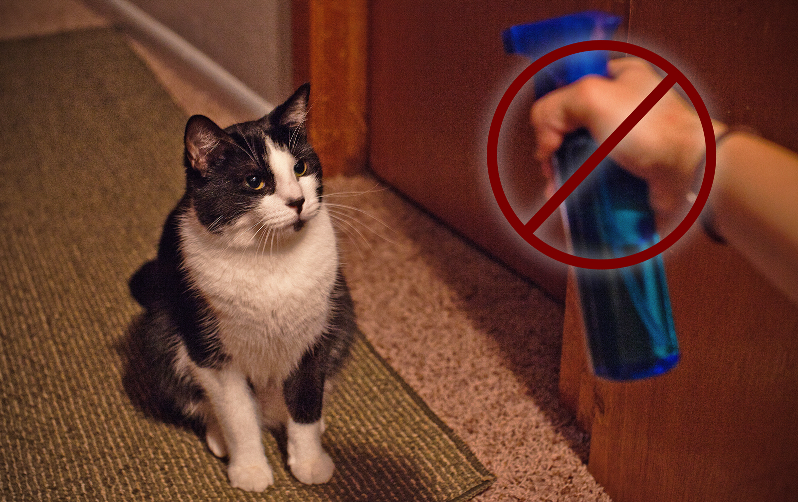 Por que você NUNCA deve usar spray de água em gatos – Gatinho Branco
